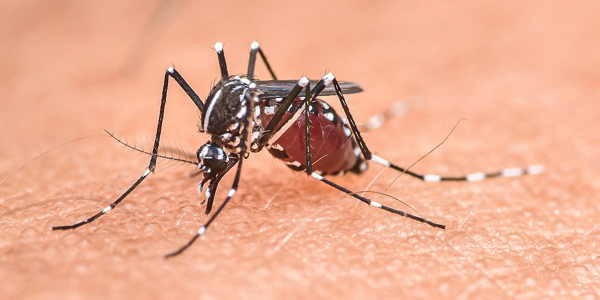 Dengue, Iss: 500 casi in Italia nel 2024. Sessantaquattro autoctoni ...